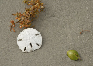 PATSY'S POCKETS OF PEACE: THE STORY OF THE SAND DOLLAR